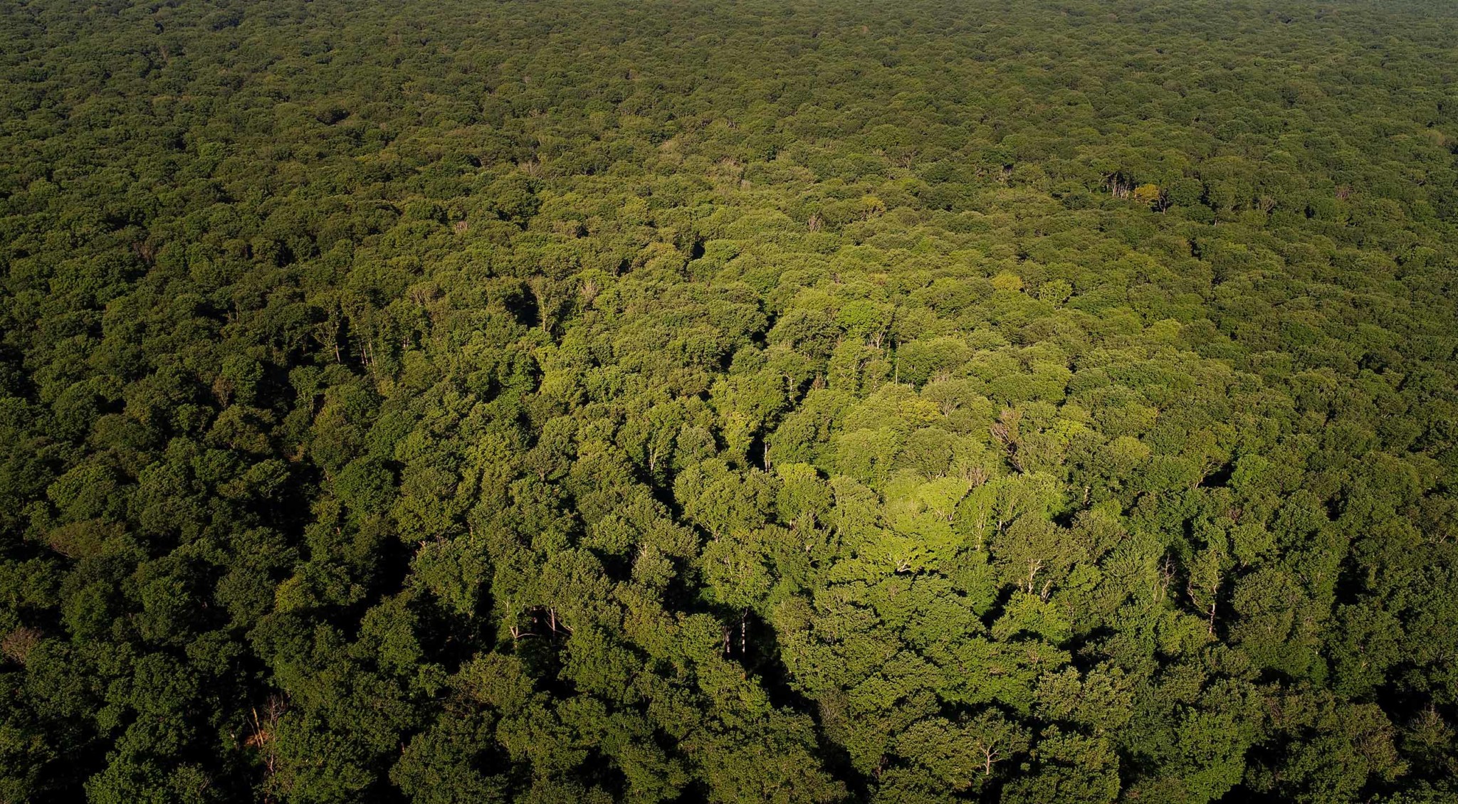 Charlois, le nom d'une success story – ForumEco